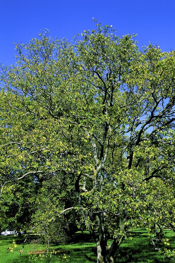 Malayan Hackberry 52664 stock image. Image of asian - 198083821