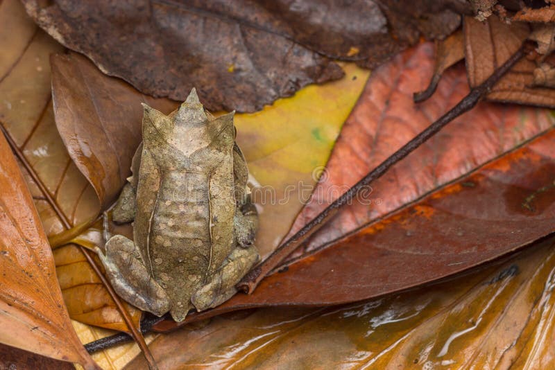 Malayan Horned Frog stock photo. Image of closeup, frog - 82973738