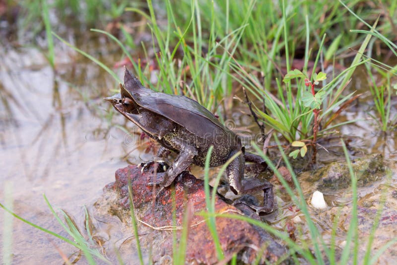 Malayan Horned frog. stock photo. Image of malayan, bush - 82233684
