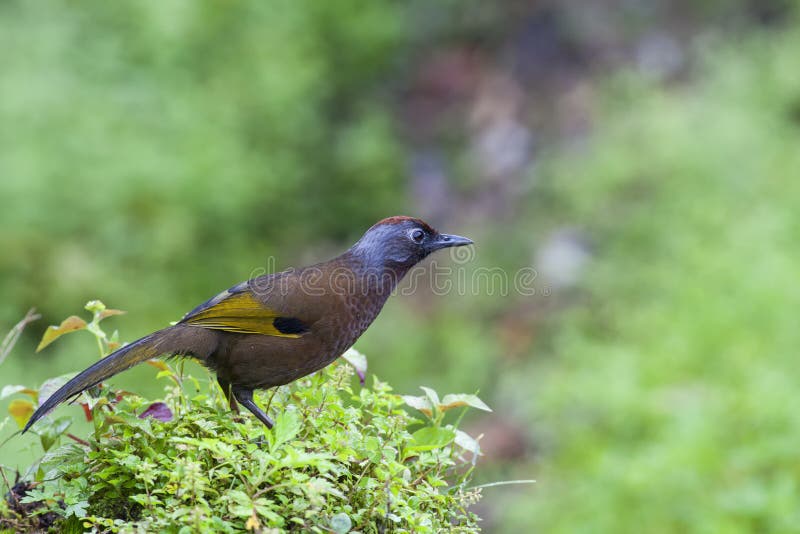 Malayan Laughingthrush in Green Background Stock Photo - Image of birds ...