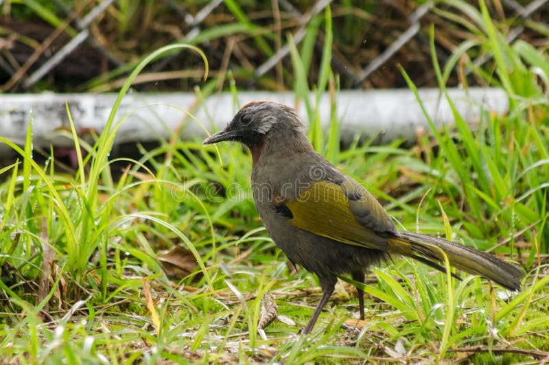 Malayan Laughingthrush stock image. Image of environment - 122038289