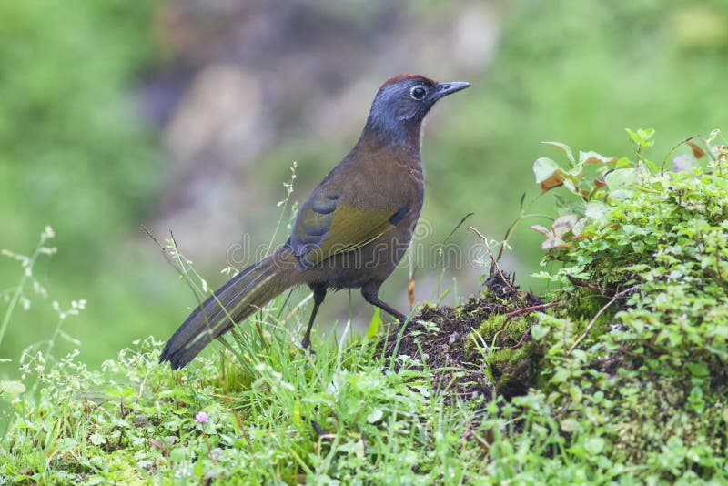 Malayan Laughingthrush stock image. Image of asia, birds - 62072233