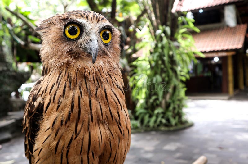 Malayan Owl stock photo. Image of malay, life, happy - 323274796