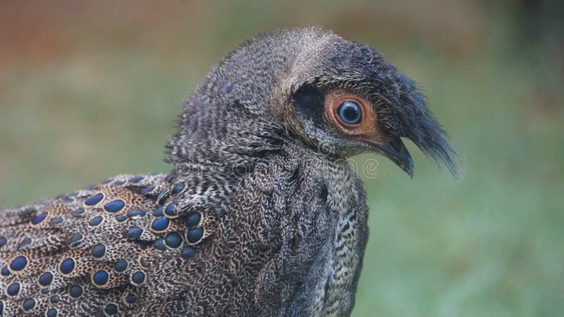 Malayan Peacock-pheasant Also Known As Crested Peacock-pheasant or ...