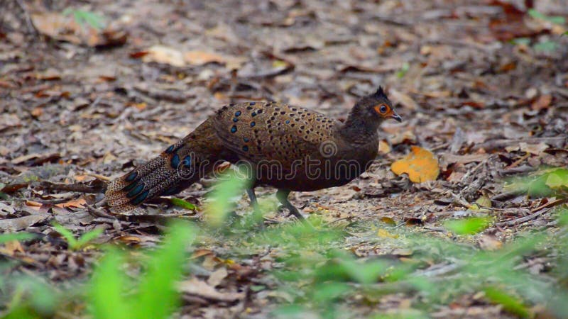 Malayan Peacock Pheasant Polyplectron Malacense Stock Footage - Video ...