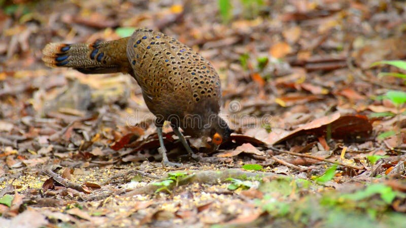 Malayan Peacock Pheasant Polyplectron Malacense Stock Footage - Video ...