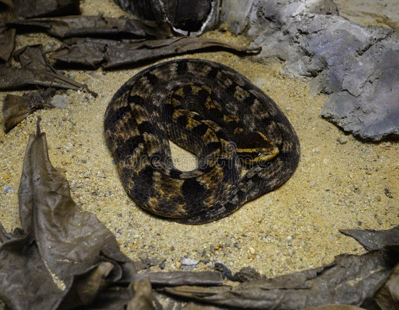 Malayan pit viper stock image. Image of closeup, skin - 67134919