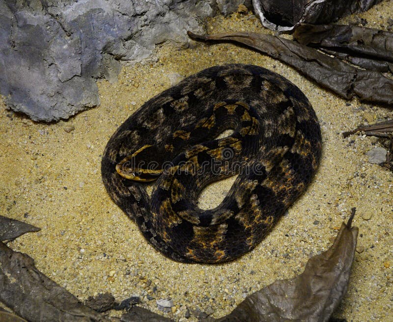 Malayan Pit Viper Dangerous Snake in Thailand and Southeast Asia. Stock ...