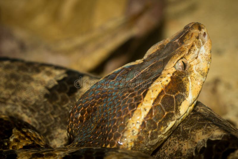 Malayan Pit Viper Snake stock image. Image of closeup - 56609053