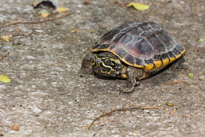 The Snail-eating turtle. stock image. Image of habitat - 33616851