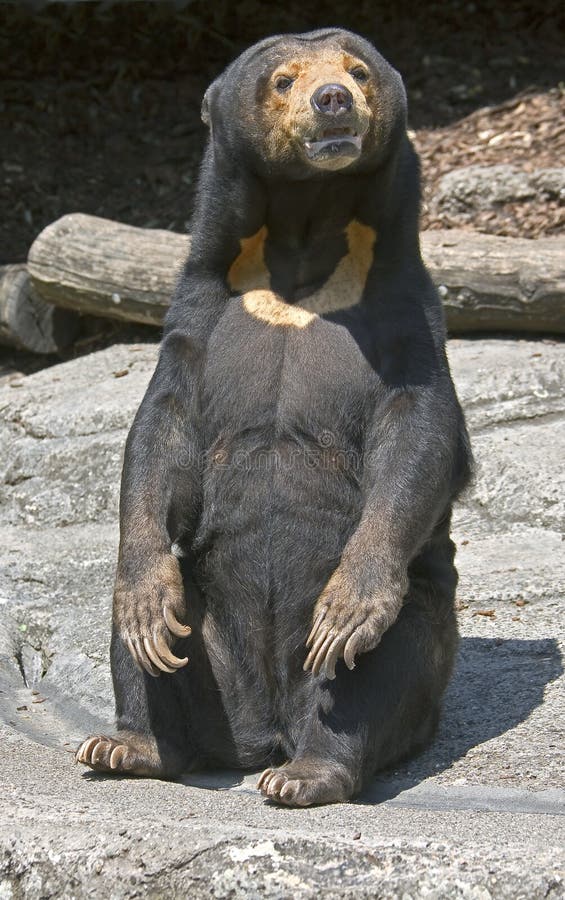 Malayan sun bear 2 stock image. Image of portrait, clubfoot - 11693729