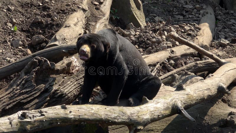 Sun Bear (Helarctos Malayanus) Ambles Down Stock Footage - Video of ...