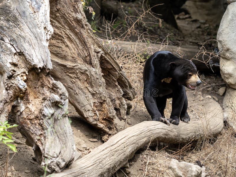 Malayan Sun Bear, Helarctos Malayanus, Moves Deftly Along the Trunk ...