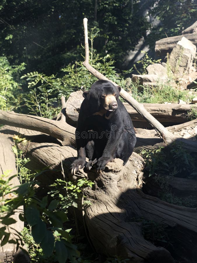 Malayan Sun Bear, Helarctos Malayanus, Sits on a Trunk and Observes the ...