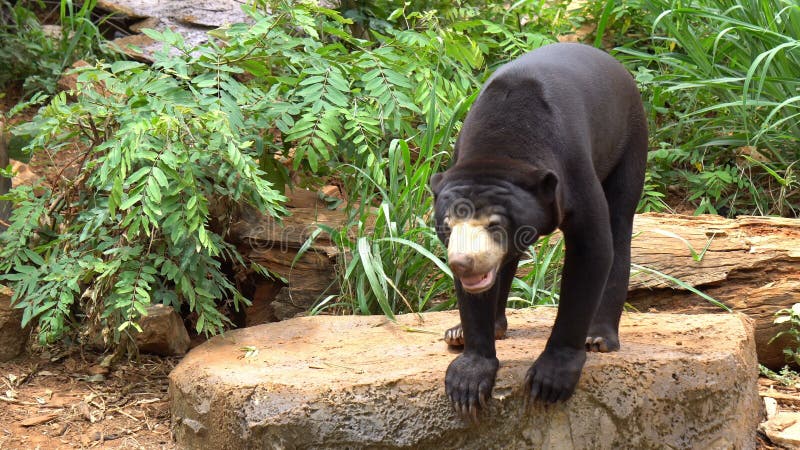 Malayan Sun Bear or Honey Bear Walking in a Captivity Inside Stock ...