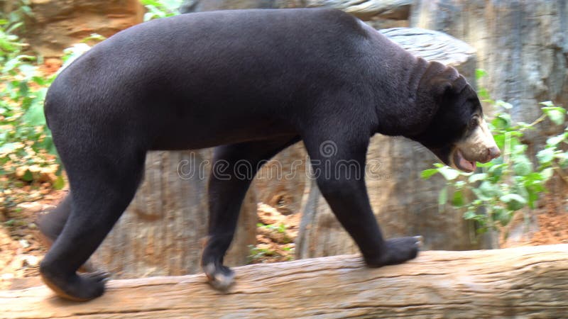 Malayan Sun Bear or Honey Bear Walking in a Captivity Inside Stock ...