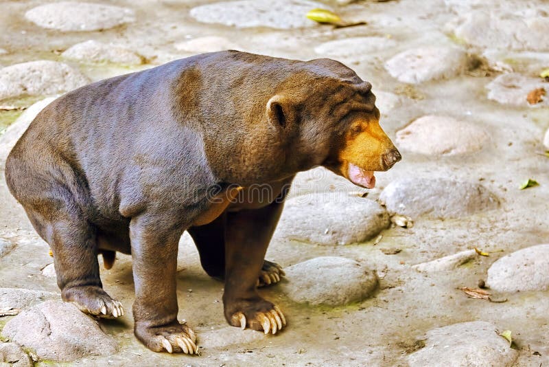 Sun Bear, Smallest Bear Species in the World Stock Photo - Image of ...