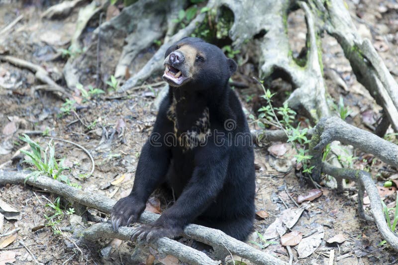 Malayan Sun Bear stock photo. Image of claws, background - 374661746