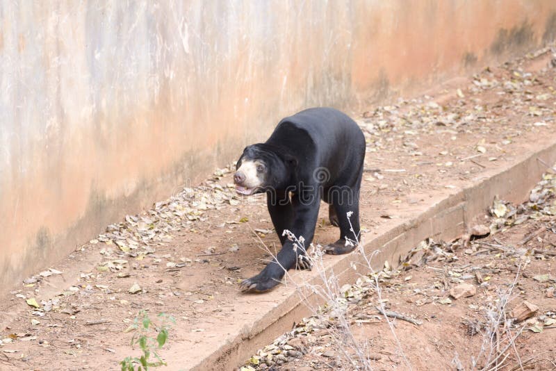 Malayan Sun Bear are Walking Relax on the Rock Stock Photo - Image of ...