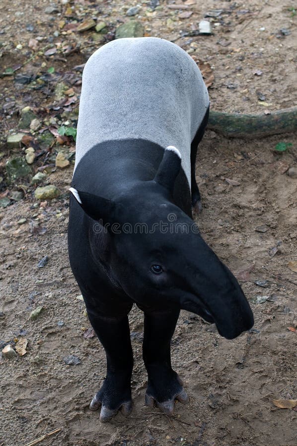 Malayan tapir stock image. Image of asian, tapir, grass - 19102295