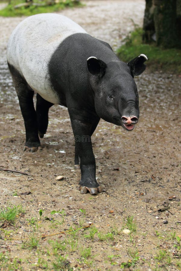 Malayan tapir stock image. Image of asian, tapir, grass - 19102295
