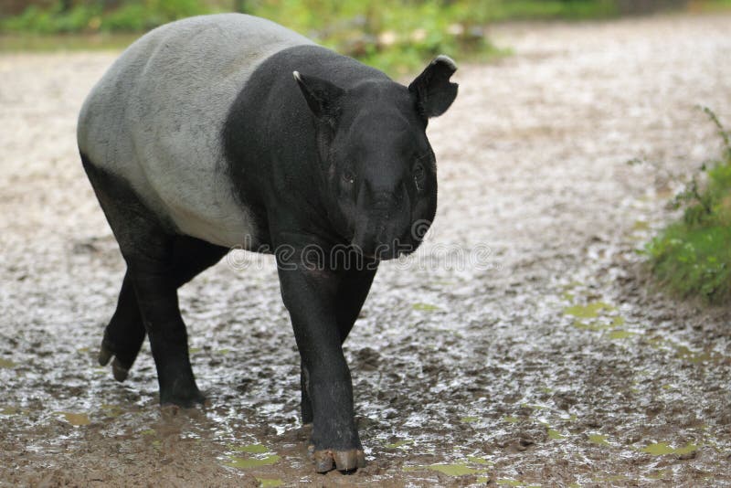 Malayan tapir stock image. Image of adult, grass, strolling - 26611487