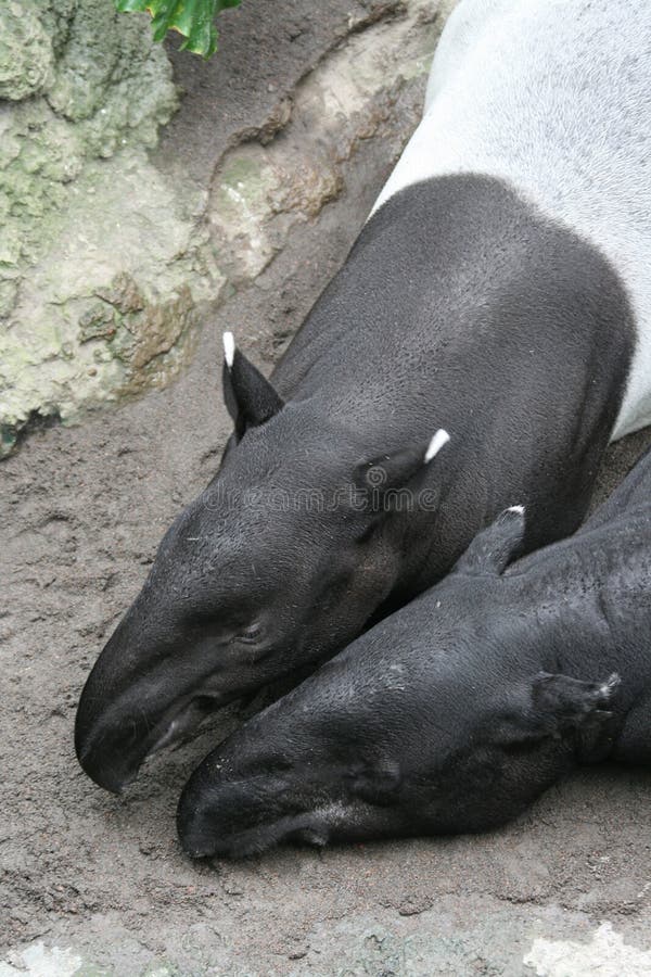 Malayan_tapir stock photo. Image of caring, love, species - 5814556