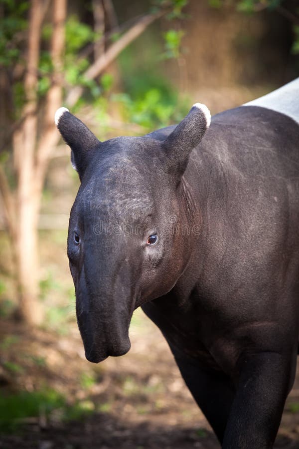 Malayan Tapir, Also Called Asian Tapir Stock Photo - Image of graze ...