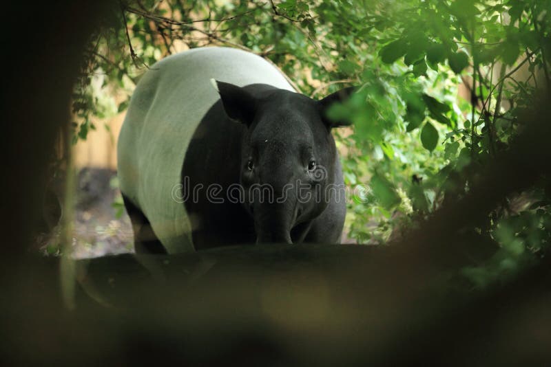 Malayan tapir stock image. Image of asian, tapir, grass - 19102295