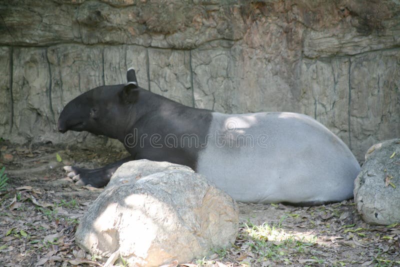 Malayan tapir stock image. Image of mammal, black, herbivore - 81633167