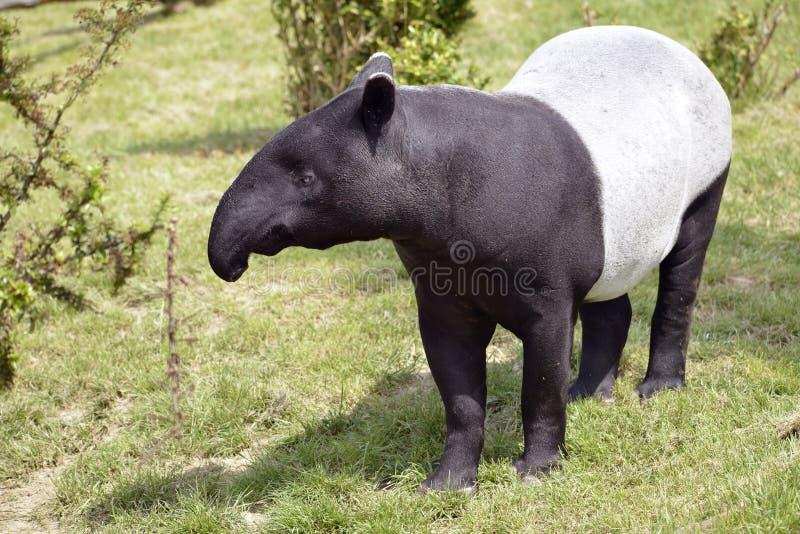 Malayan tapir on grass stock image. Image of herbivore - 33972009