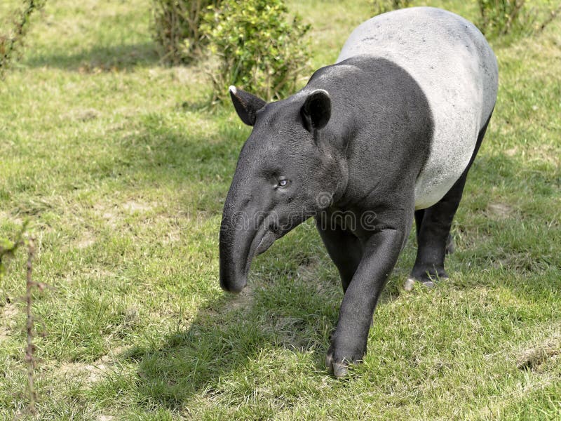 Malayan tapir on grass stock photo. Image of animal, black - 90478774