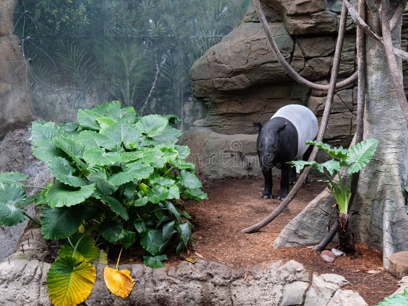 A Malayan Tapir is Standing by Flower and Tree in a Jungle or Zoo Stock ...