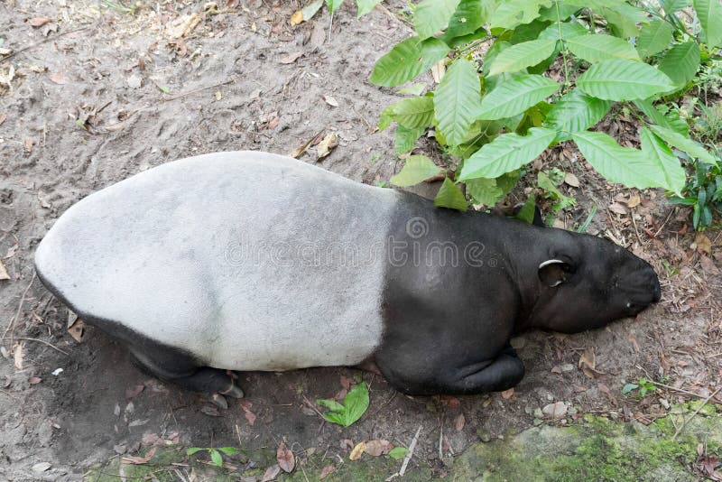 Malayan Tapir sleep stock image. Image of snout, grey - 31967063