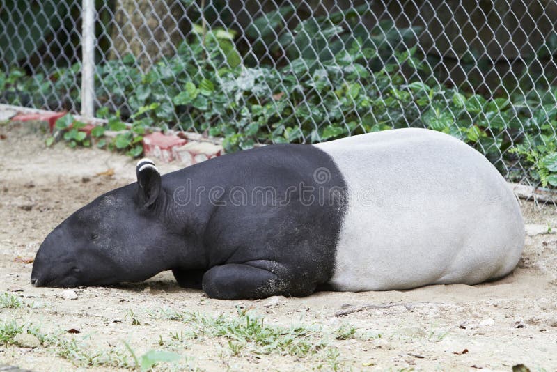 Sleeping Malayan Tapirs Tapirus Indicus. Stock Image - Image of close ...