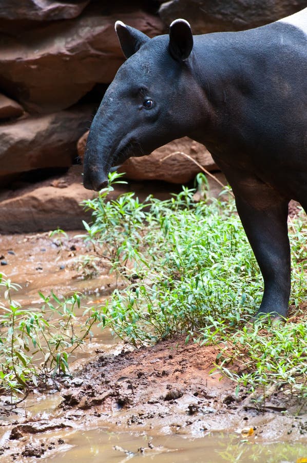 Malayan Tapir (tapirus Indicus) Stock Image - Image of plant, indonesia ...