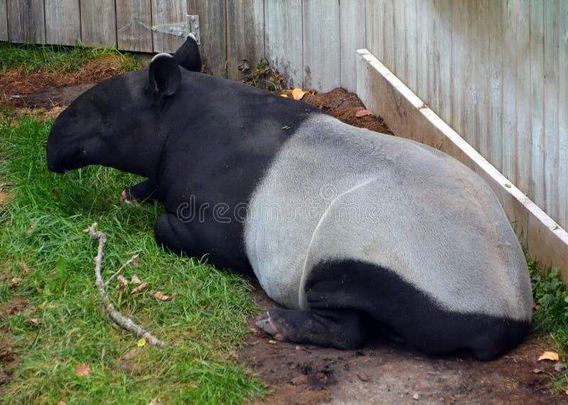 The Malayan tapir stock image. Image of india, burma - 97992541