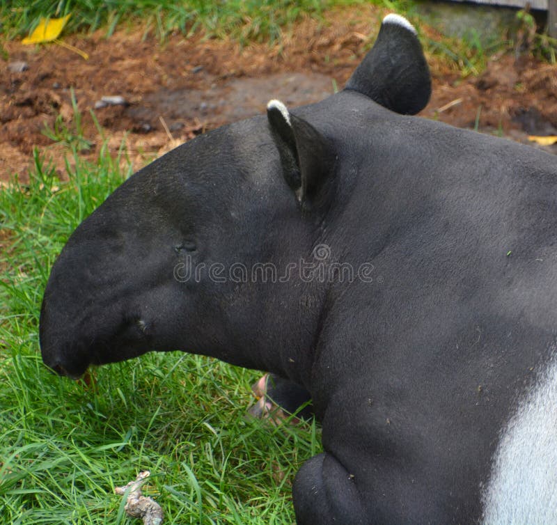 The Malayan tapir stock image. Image of malayan, closeup - 97992717