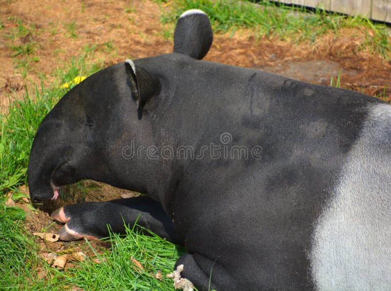The Malayan tapir stock image. Image of asia, india, endangered - 98001385
