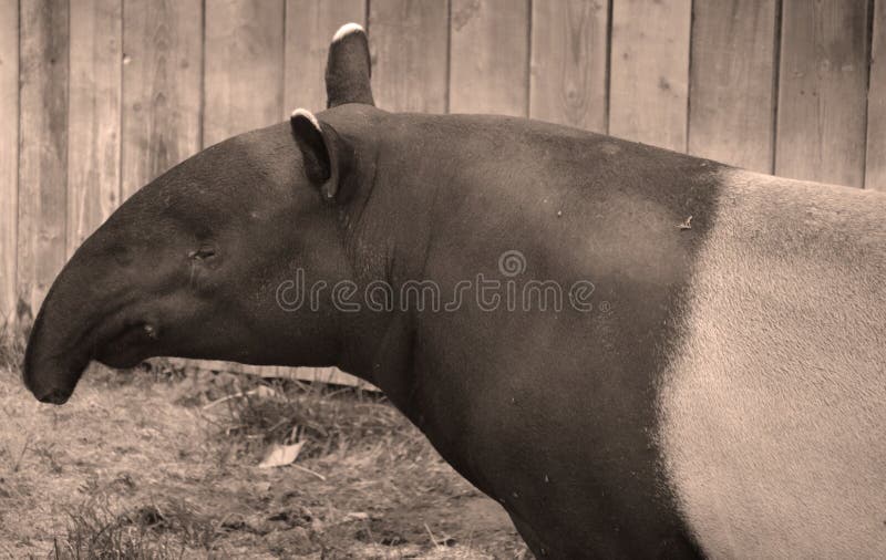 The Malayan tapir stock photo. Image of asian, hoofed - 98118176