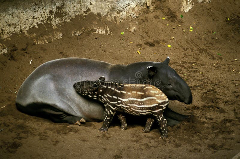 Malayan Tapir Mother And Baby