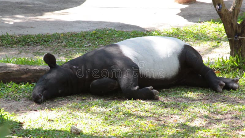Malayan Tapir or Tapirus Indicus, Lay Down or Sleeping for Resting on ...