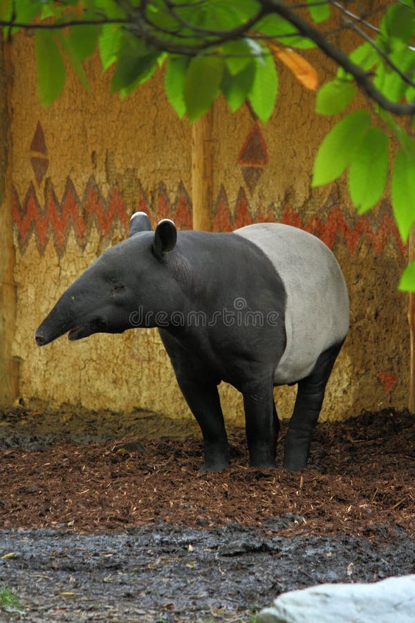 Malayan tapir stock image. Image of asian, tapir, grass - 19102295