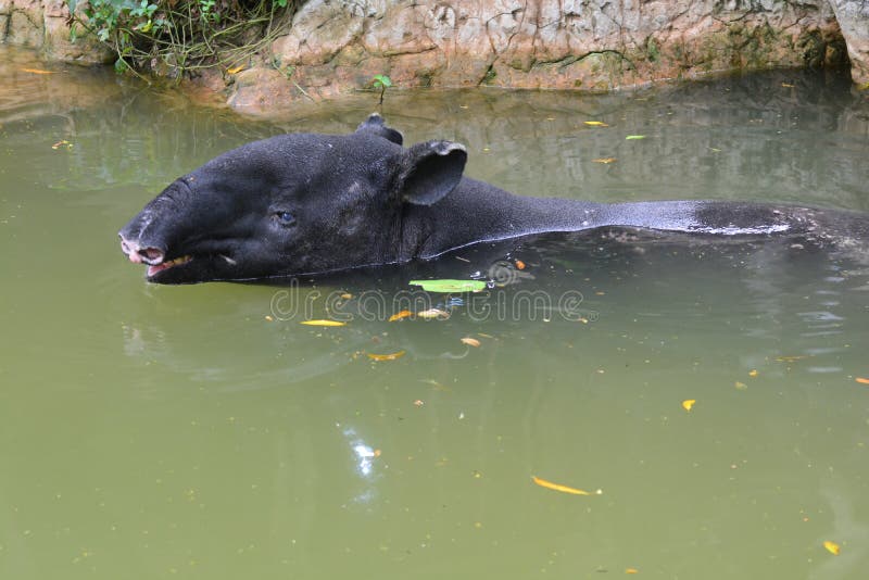 Malayan Tapir Tapirus Indicus in Water Stock Photo - Image of black ...