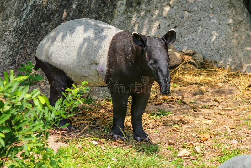 Hoof Of The Malayan Tapir Tapirus Indicus Stock Image - Image of fauna ...