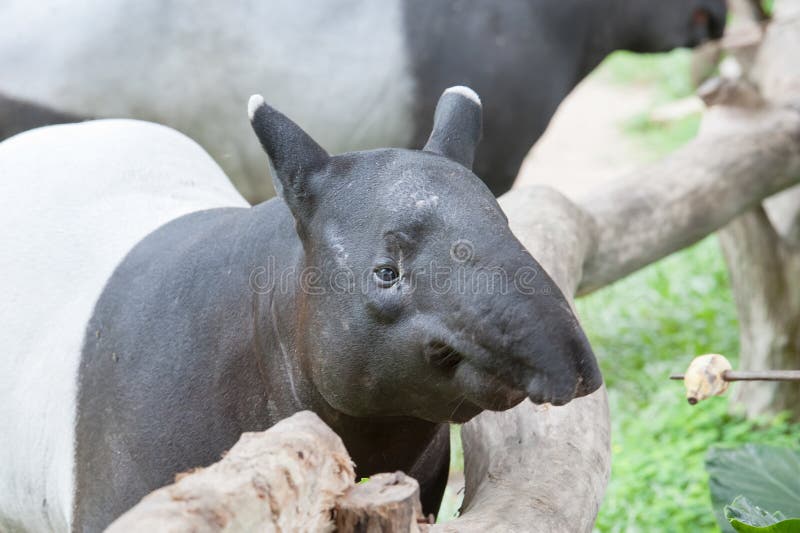 Malayan tapir stock photo. Image of hooves, graze, ears - 57163402