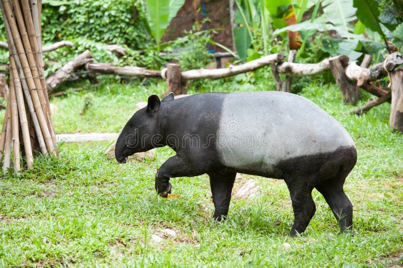 Malayan tapir stock photo. Image of indicus, india, malaysia - 57169770