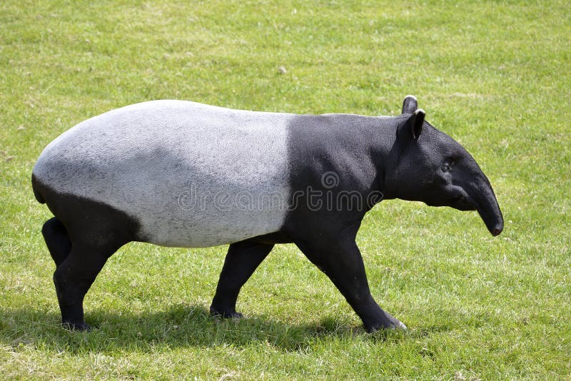 Malayan tapir stock image. Image of asian, tapir, grass - 19102295