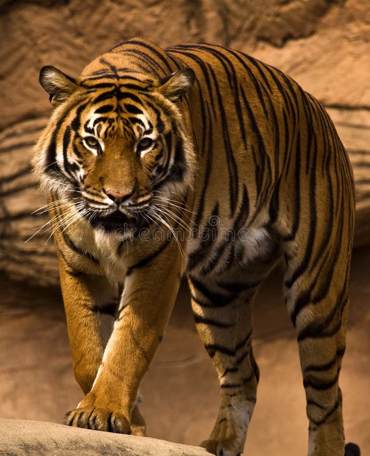 Malayan Tiger stock image. Image of wildlife, wild, beautiful - 11829507