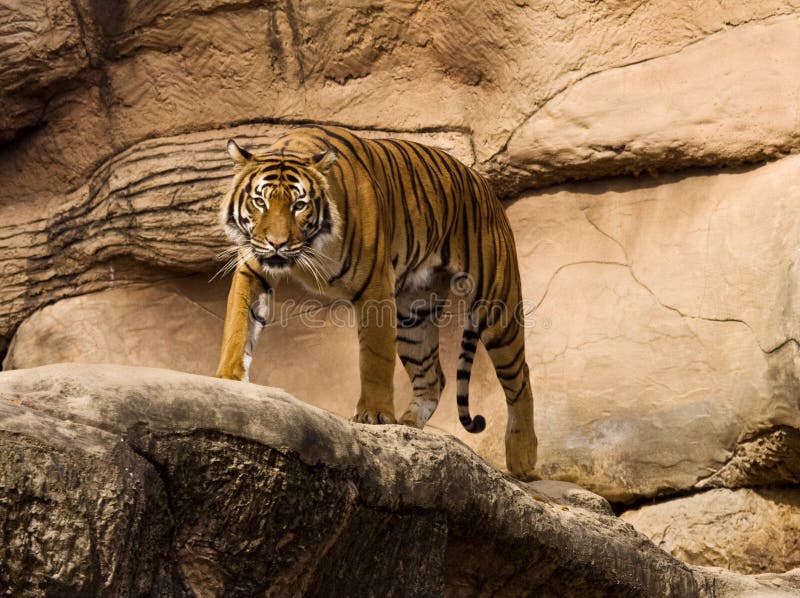 Malayan Tiger stock image. Image of wild, staring, tiger - 11829551